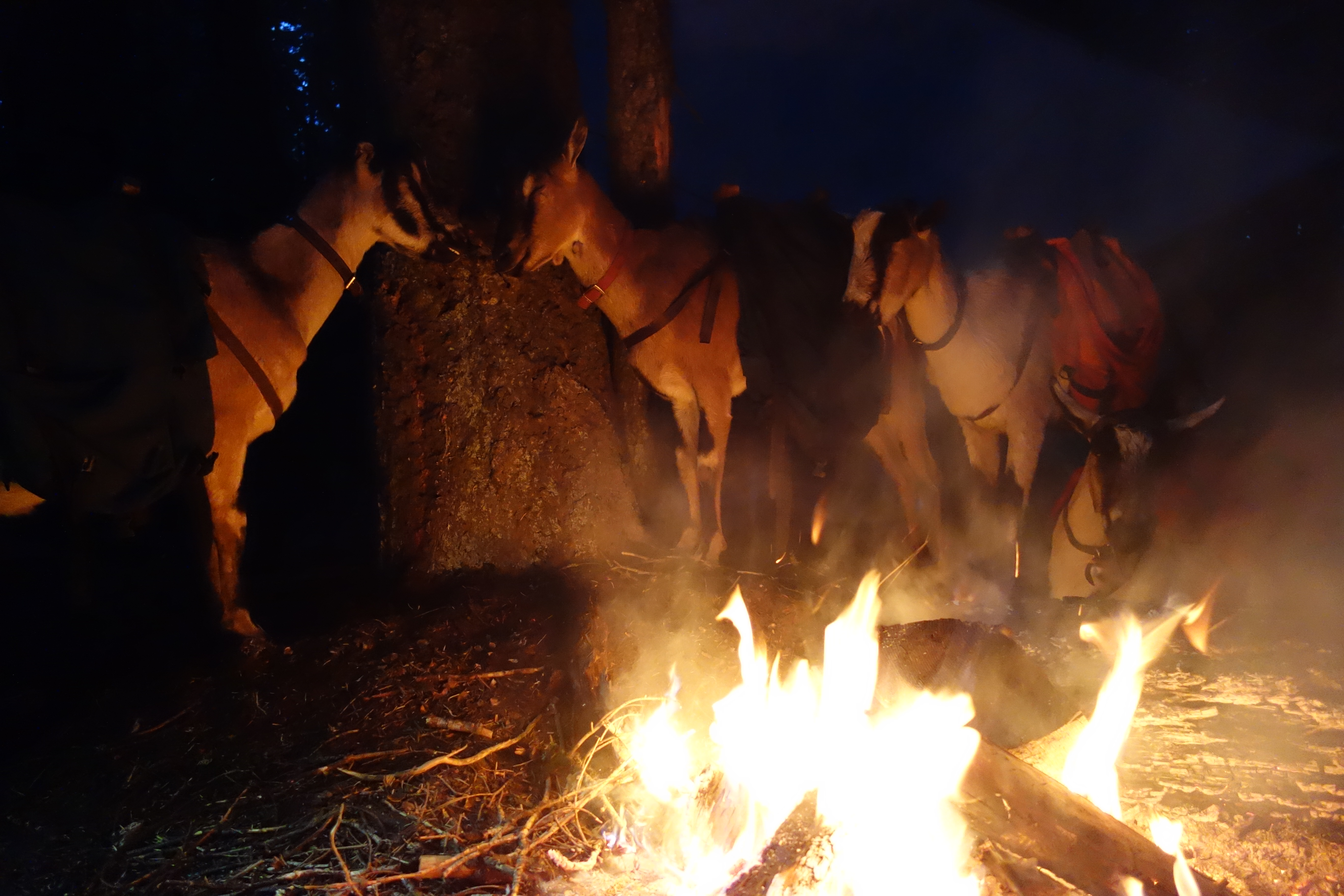 Packgoats: Are They Right For You? | goathunter